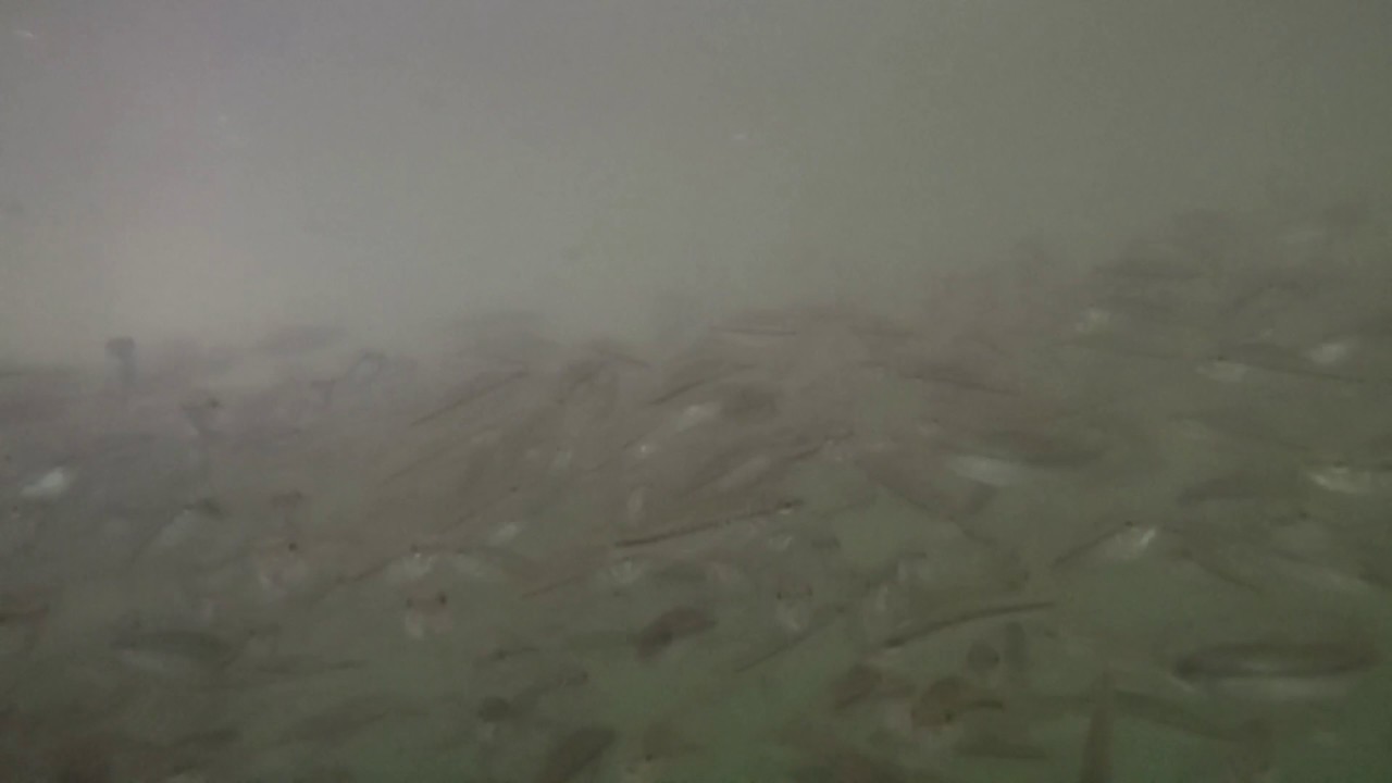 Largemouth Bass Fingerlings Feed Training - YouTube