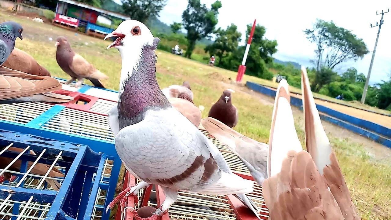 7 PASANG MERPATI MAIN KE LAPAK #LOSDORTV - YouTube