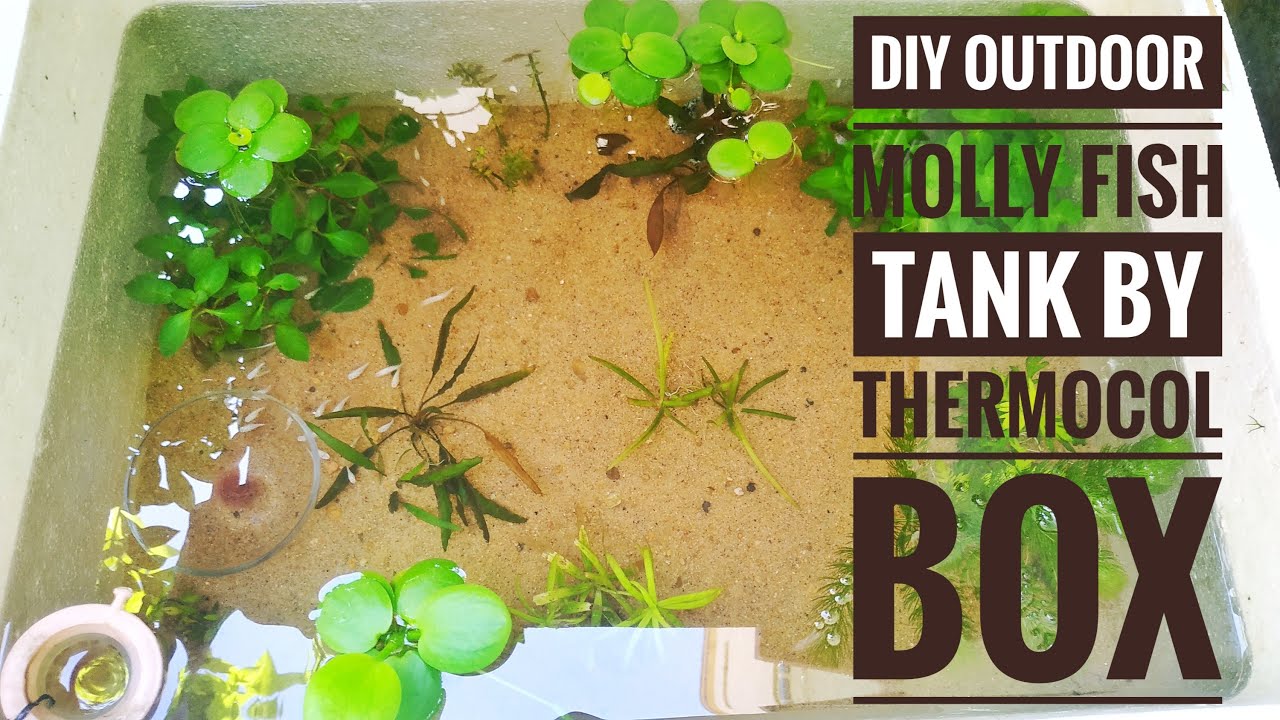 DIY BALLOON MOLLY FISH TANK BY THERMOCOL BOX || MOLLY FISH TANK || HOW ...