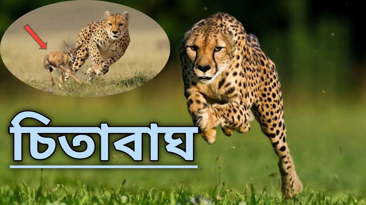 leopard । cheetah Bagh । চিতা বাঘের জীবন চক্র | Bangla explanation CD ...