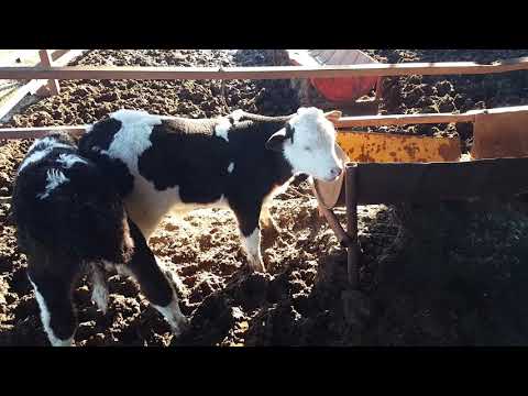 Buzağı ishalinin en büyük nedeni ve çözüm yolu ?