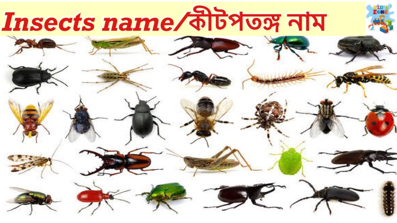 Insects name/কীটপতঙ্গ নাম/learn insects name in English @kidszone - YouTube