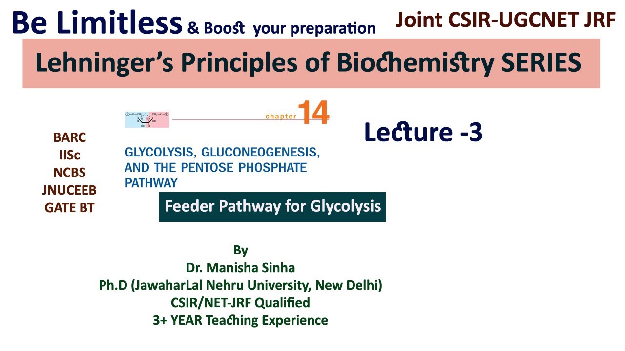 Feeder Pathways for Glycolysis|| Lehninger's principles of Biochemistry ...