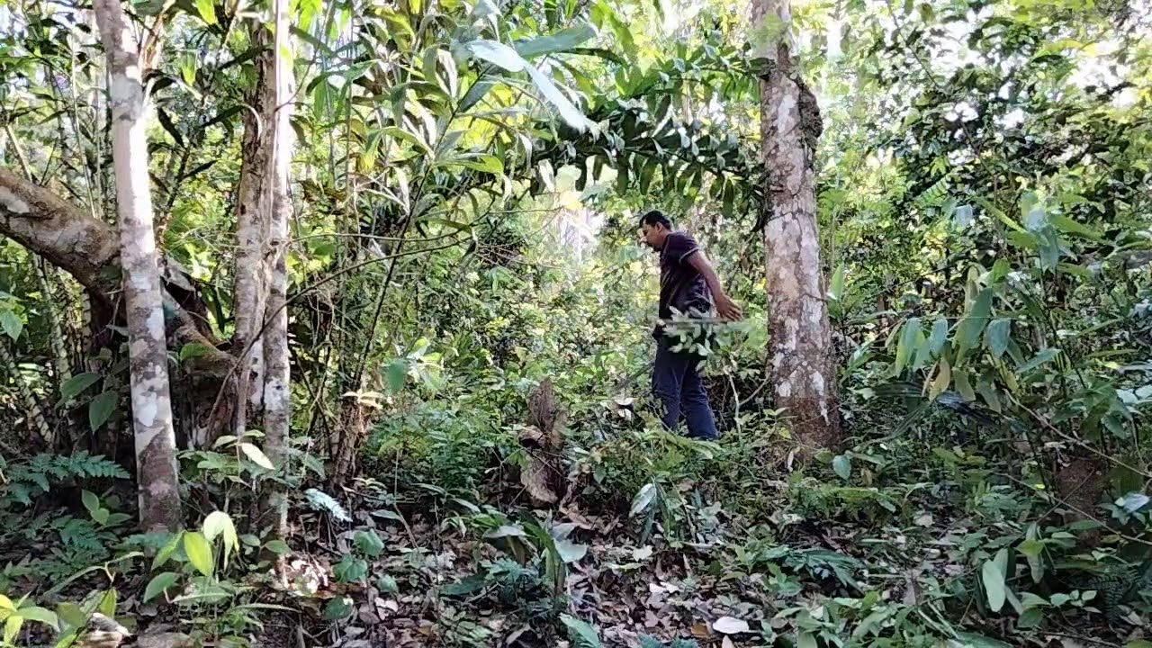 Membina Dangau Di Kebun #6 (Menebas Belukar Di Kebun) - YouTube