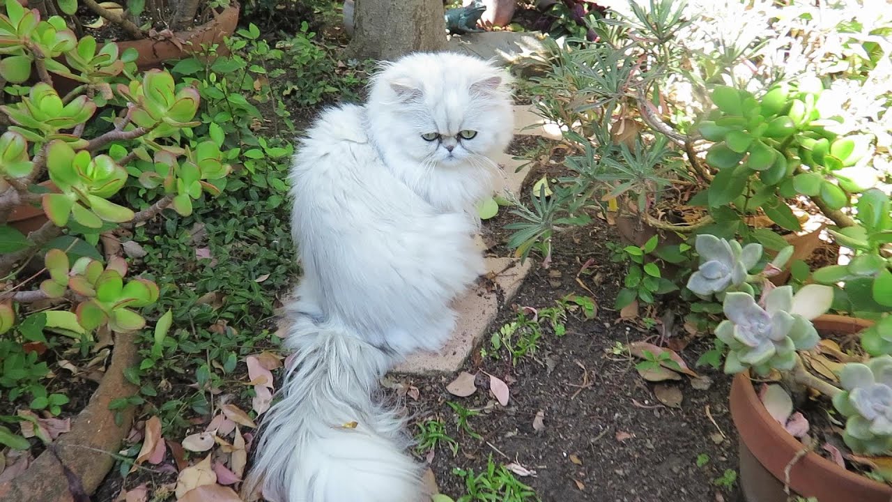 15 06 26 The Yeti Cats begin their busy day in the Sanctuary - YouTube