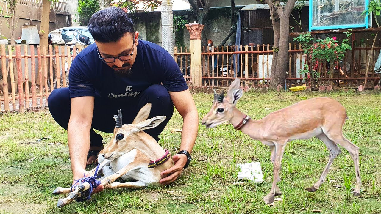 Hiran Bhi Le Aye Mini Zoo Mai 😍 Bohat Pyara Deer Hai - YouTube