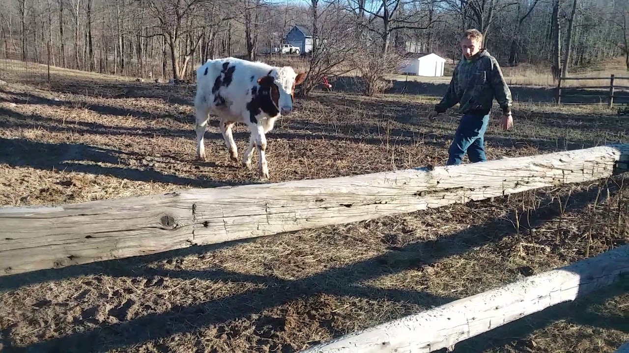 How to ride a steer - YouTube