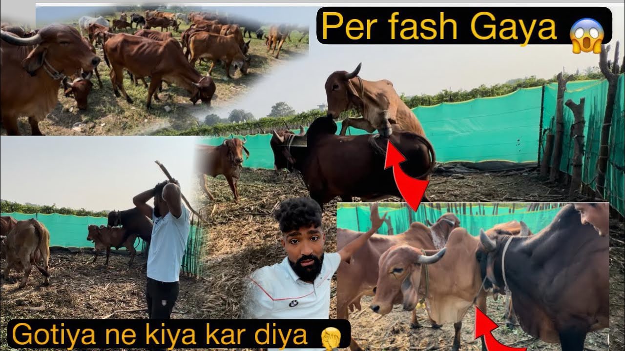 Gotiya ne dekho kiya kar diya 🤦😱 - YouTube