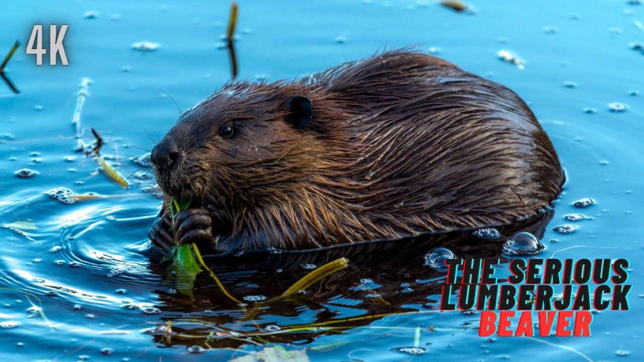 Beavers, serious and interesting forest workers in a musical close-up ...