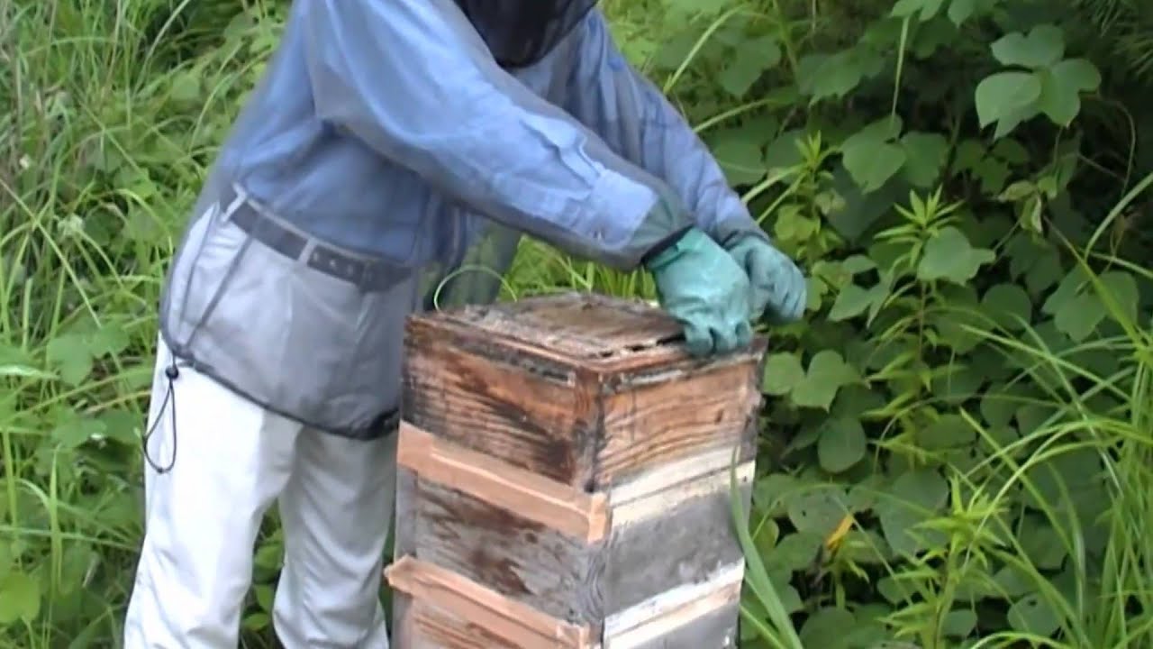 Structure of traditional bee hive of Japanese honeybee - YouTube