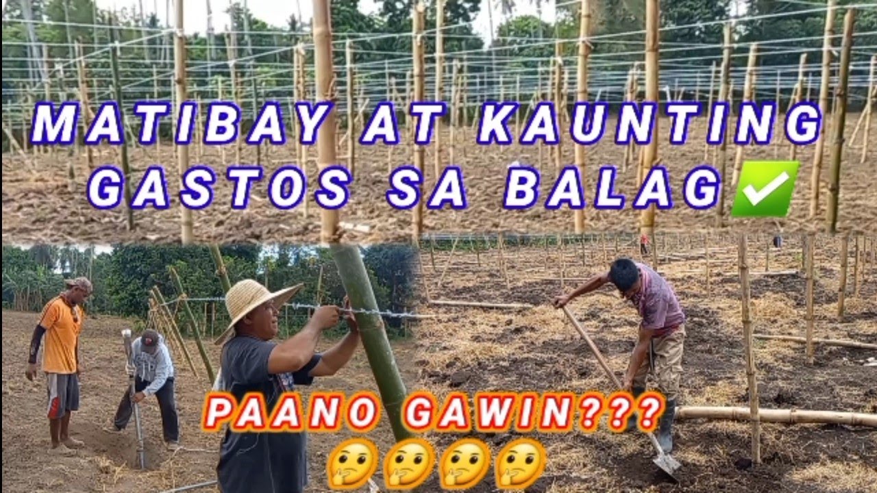 paano gumawa ng balag ng ampalaya na kauntilang ang gastos - YouTube