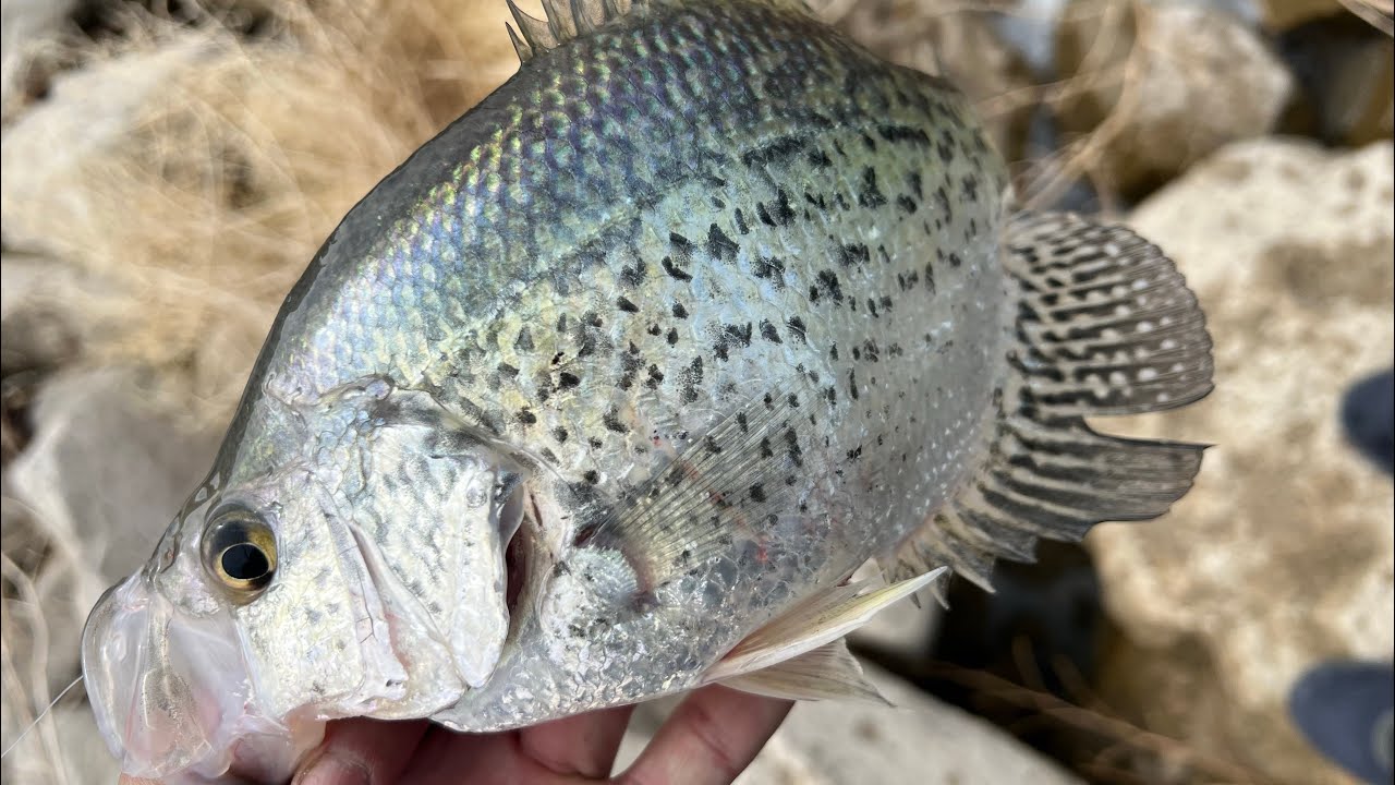 THEY ARE SPAWNING, CRAPPIE FISHING - YouTube