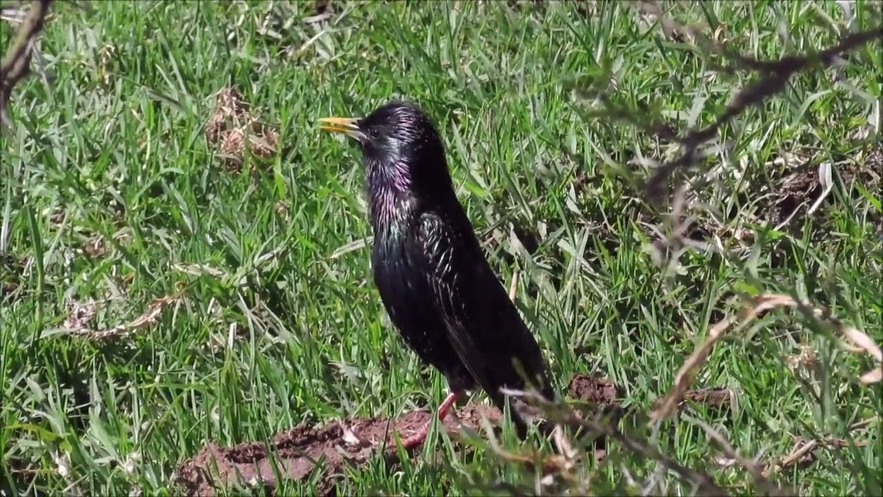 Common Starling singing - YouTube