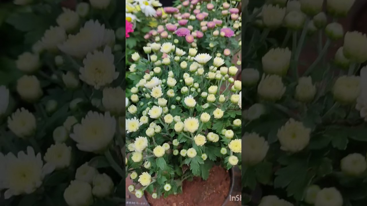 Jamanthi flowering plants #shorts ജമന്തിപൂക്കൾ - YouTube