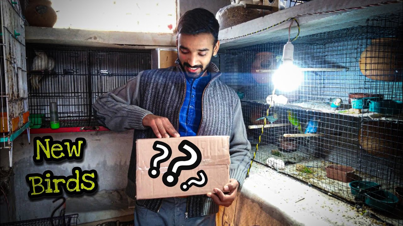 Friend Na bohat payara Bird gift keya | Australian Parrots Breeding ...