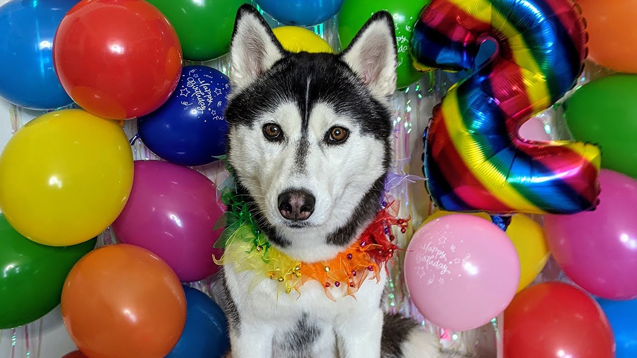 Happy 2nd Birthday to Kira the Husky! - YouTube