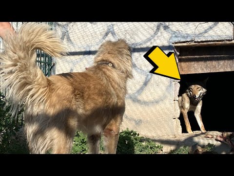 ÇOBAN KÖPEĞİ YABANİ KURT’LA KARŞILAŞINCA OLANLAR OLDU!!