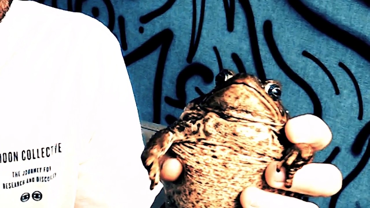 Pewdiepie introduce us to his new toad pet Slippy (Rip) - YouTube