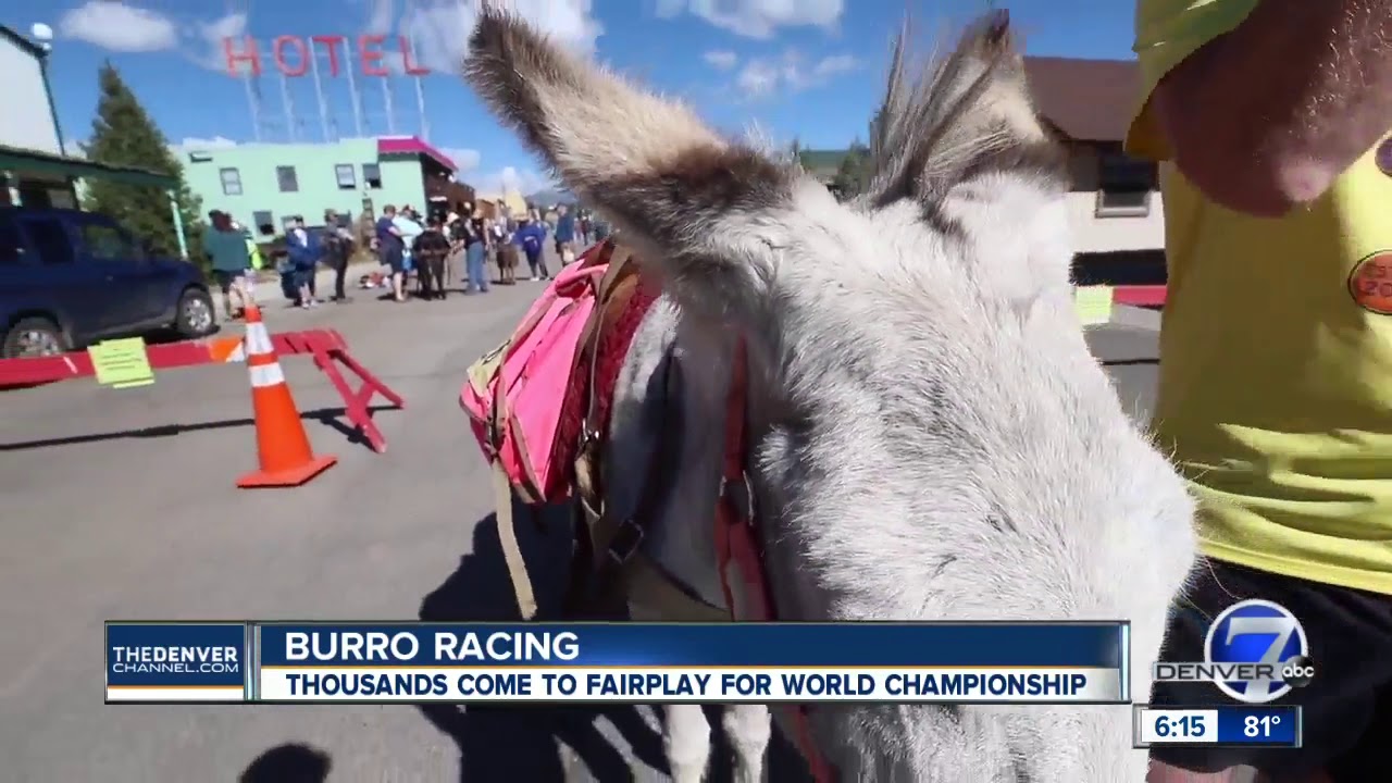 Pack burro racing world championship in Fairplay - YouTube
