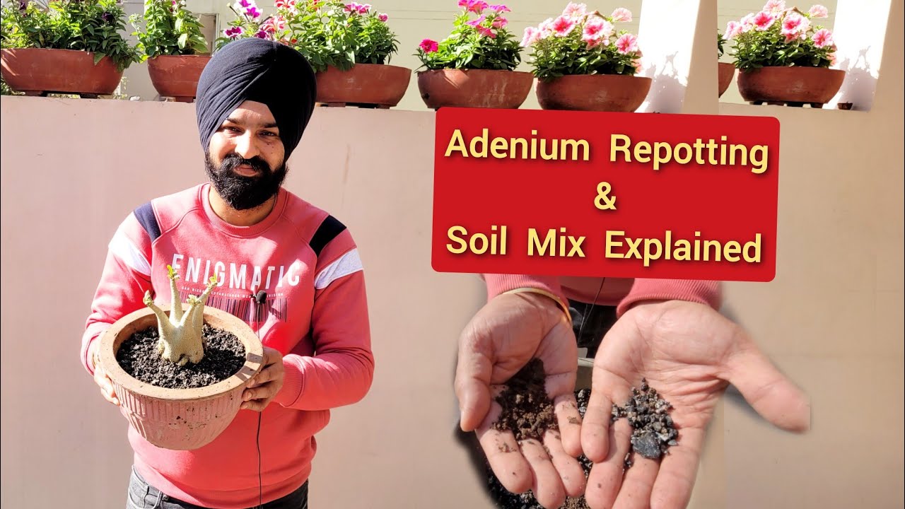 Adenium soil mix explained, Adenium repotting n bonsai soil, February ...