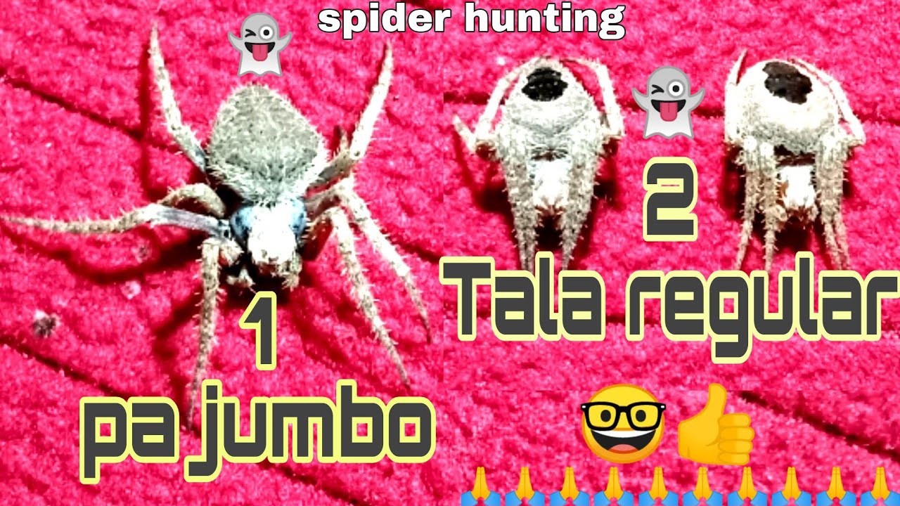 1 pa jumbo 2 Tala regular + 3 regular. panghuhuli ng gagamba sa Gabi ...