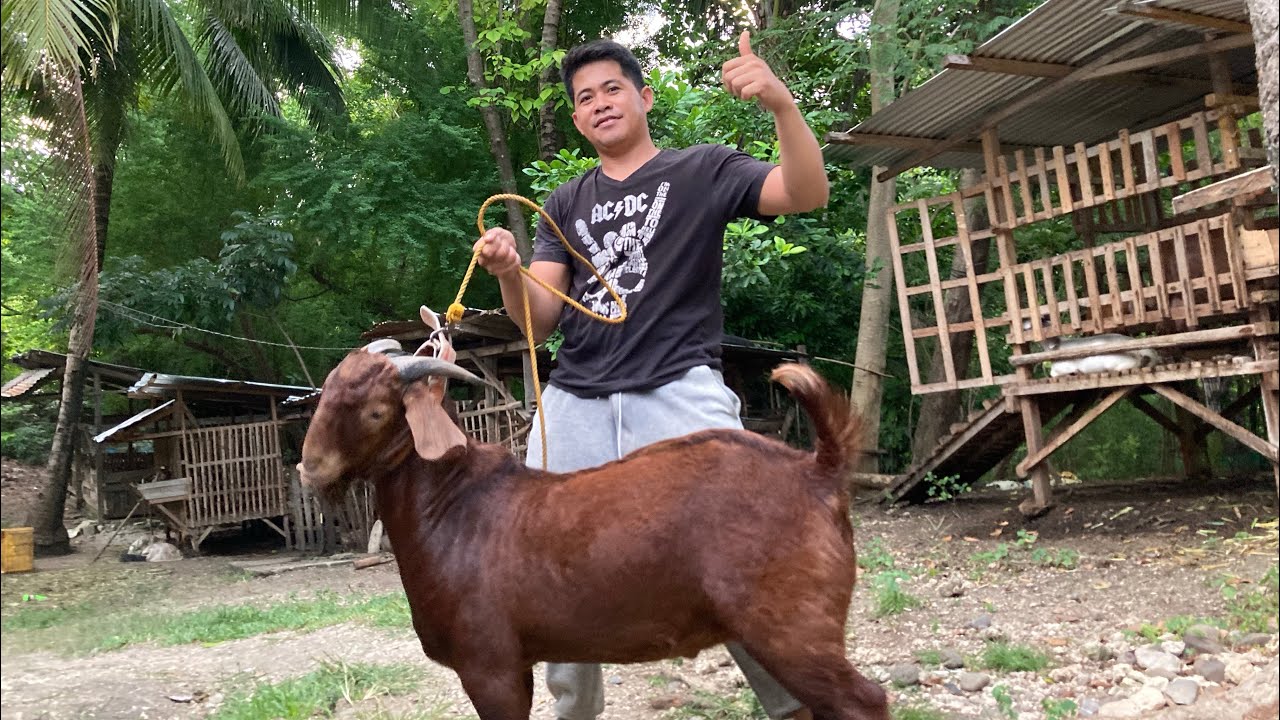 Goat farming | The adventures Channel - YouTube