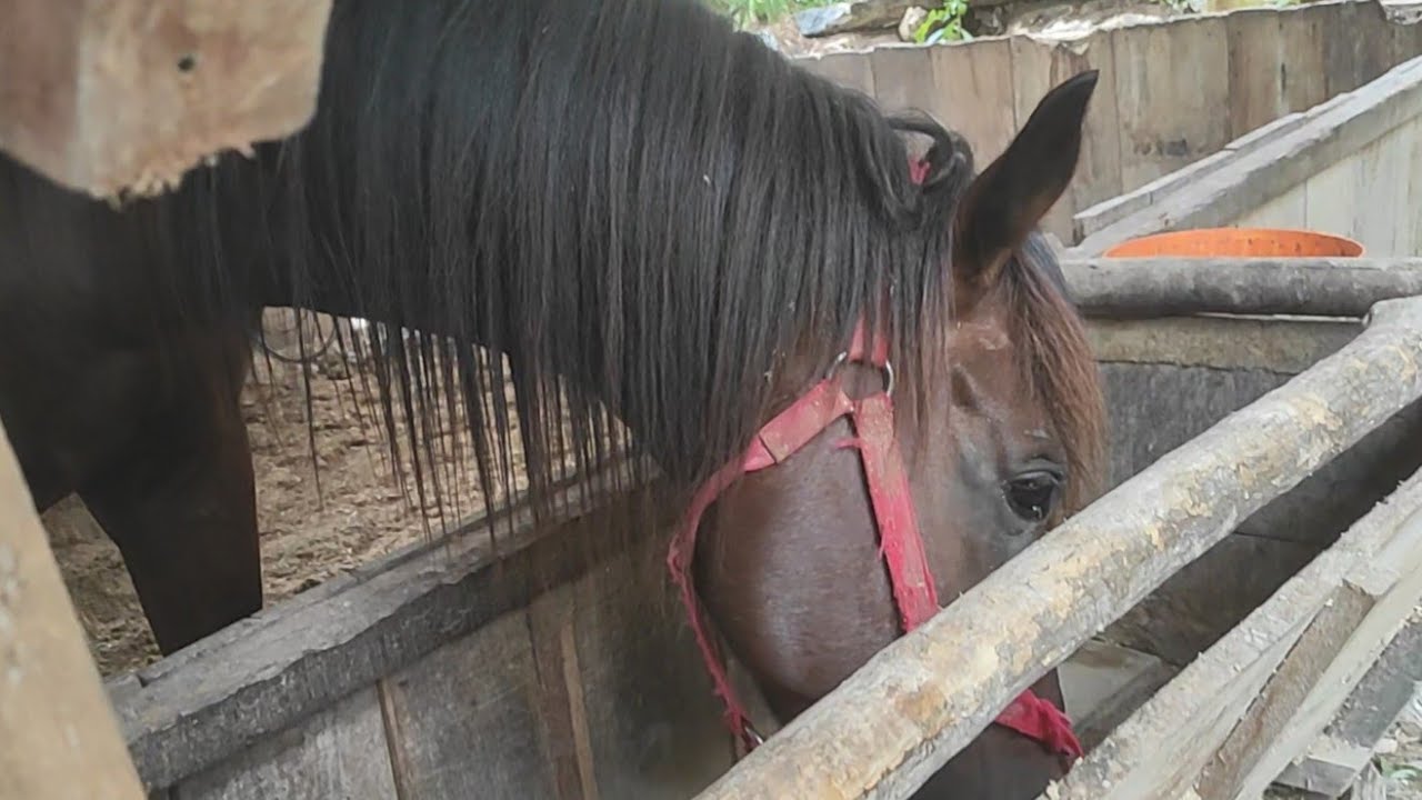 part 23. sound horses. Stallion and mare farm in stables, renggong ...