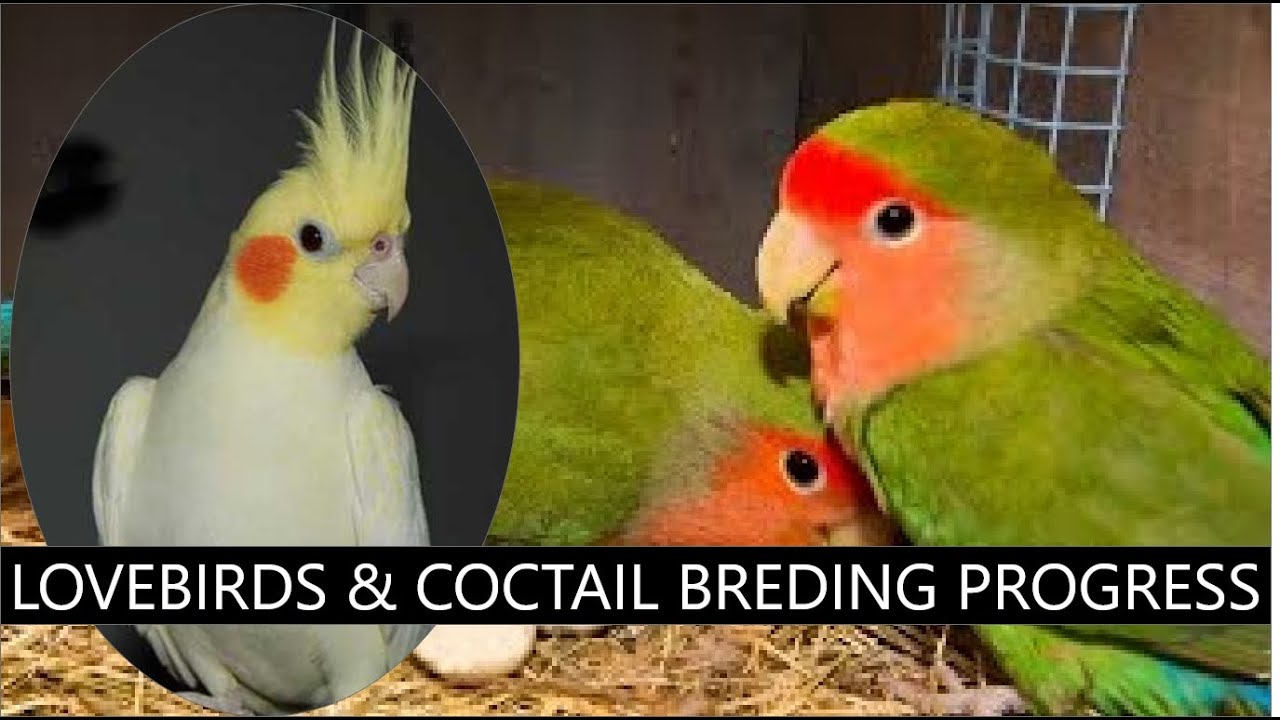 LOVEBARDS BREADING UPDATE || COCTAIL BREADING PROGRESS || RAWALPINDI ...