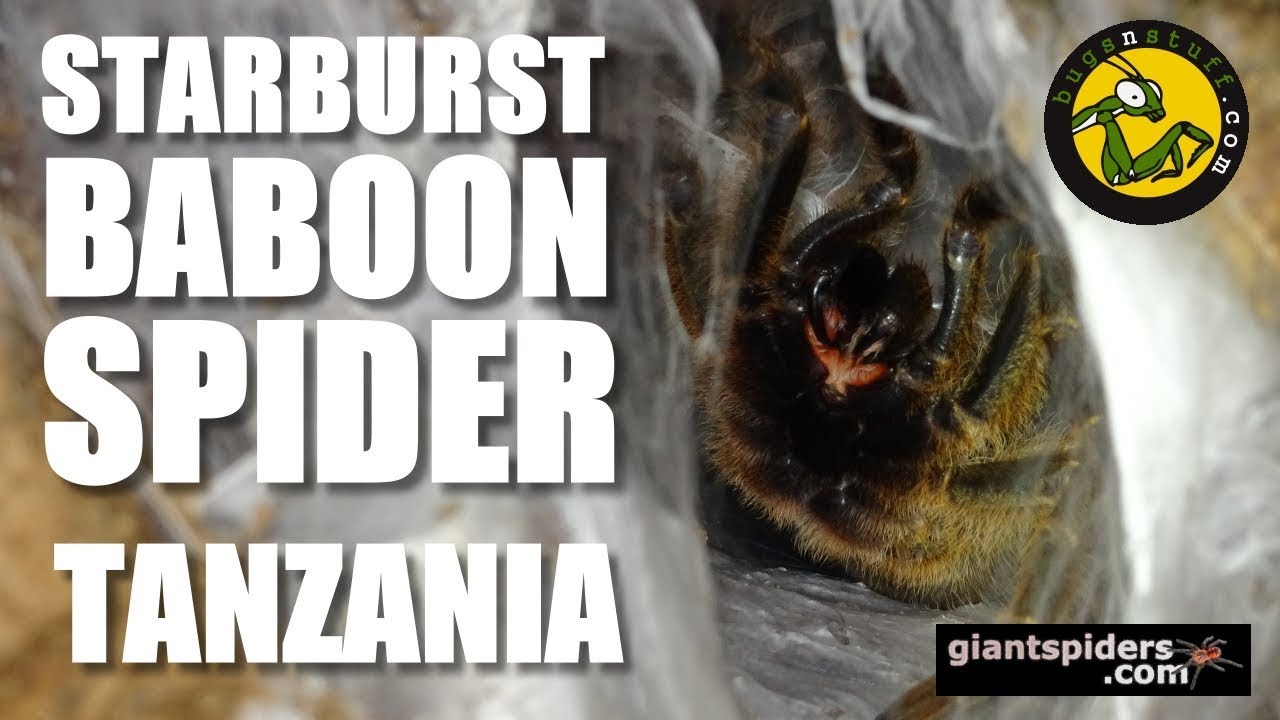STARBURST BABOON SPIDER Tanzania - YouTube