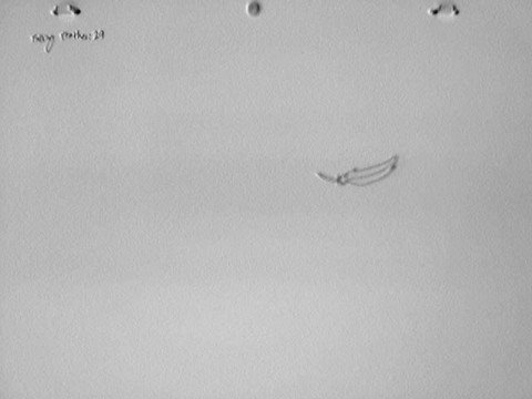 Animation 2 - Falling Feather - YouTube