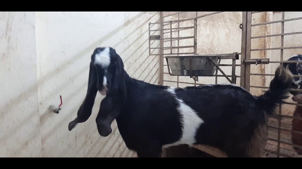 HYDERABADI GOAT'S ☆LUCKY☆ GOAT FARM - YouTube