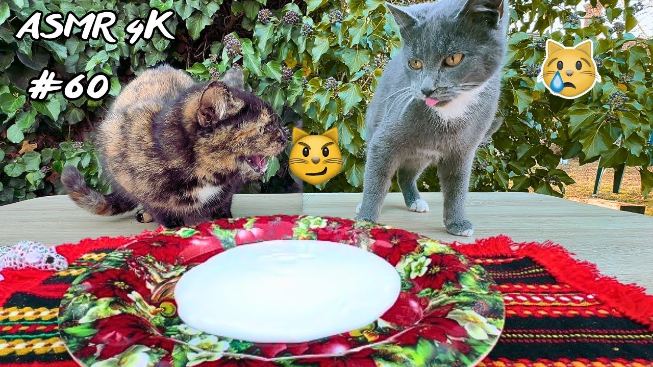 Rival Cats 😾😿🐱 Eat Yogurt: Fight For Bowl ₄к / asmr cat eating 60 - YouTube