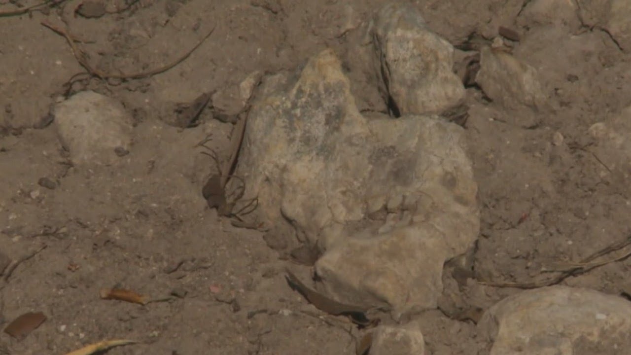 Leander man finds possible fossilized human bones in yard - YouTube