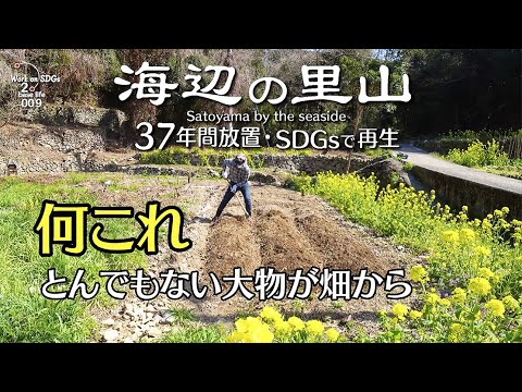 ふるさとで田舎暮らし 里山の荒廃地を開墾。「何これ」の大物が出土。掘り出して設置。家庭菜園作りに、鍬一本で畝を作り耕す作業を紹介 2198