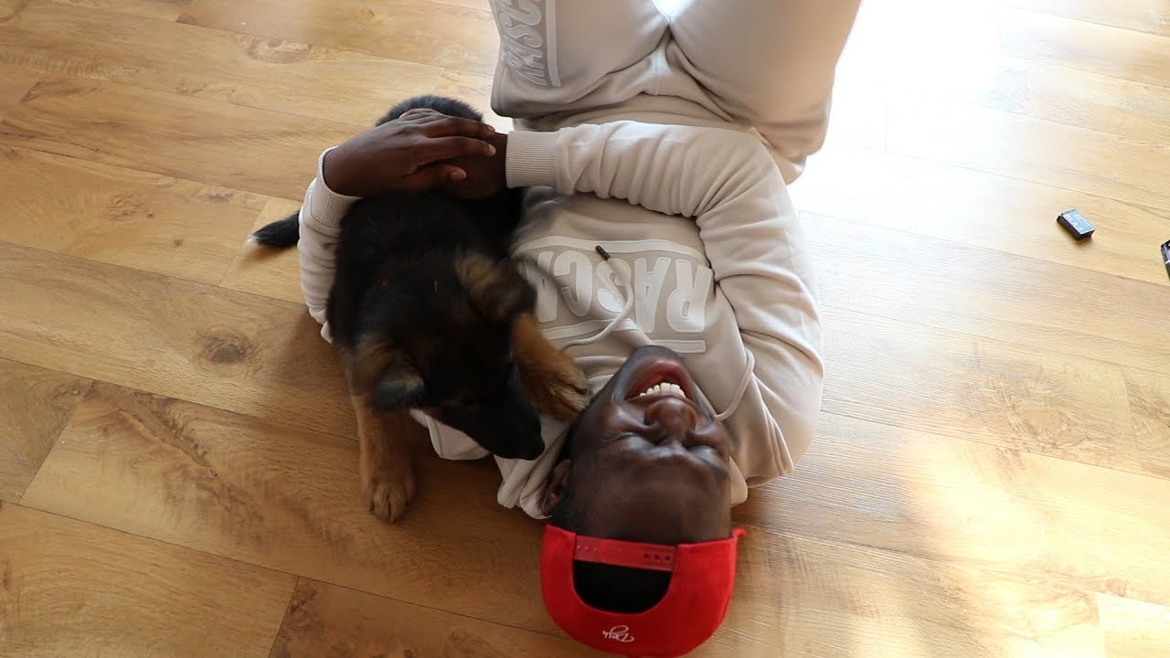 NEW DOG - YouTube
