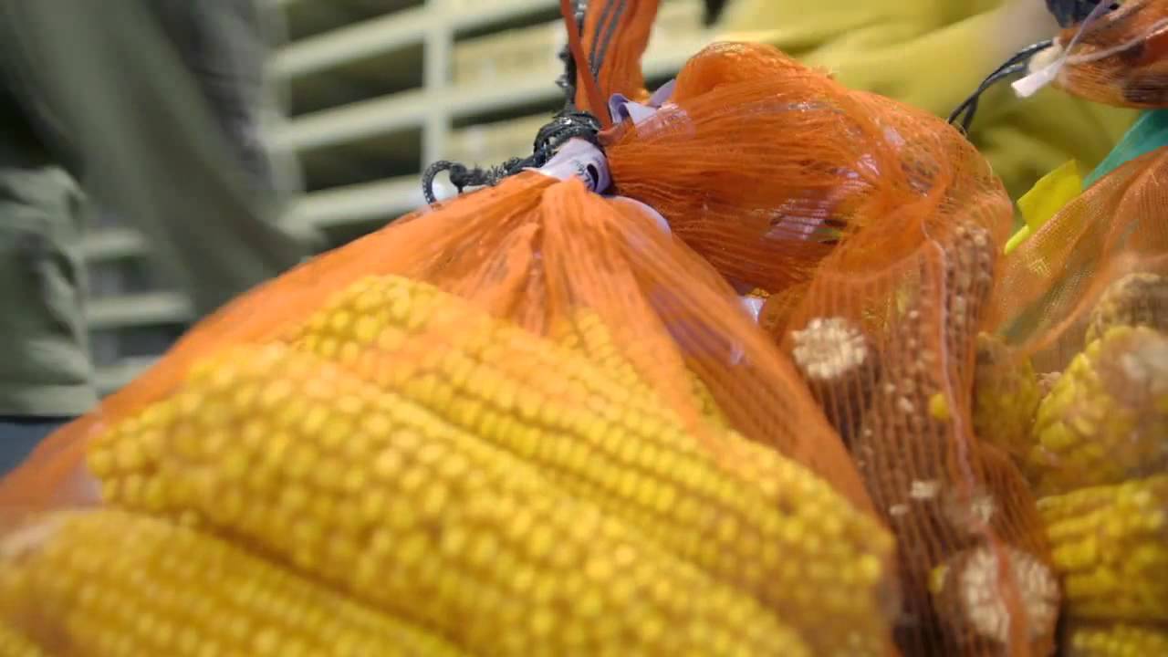 DEKALB Breeding HQ Corn Seed Testing with captions - YouTube
