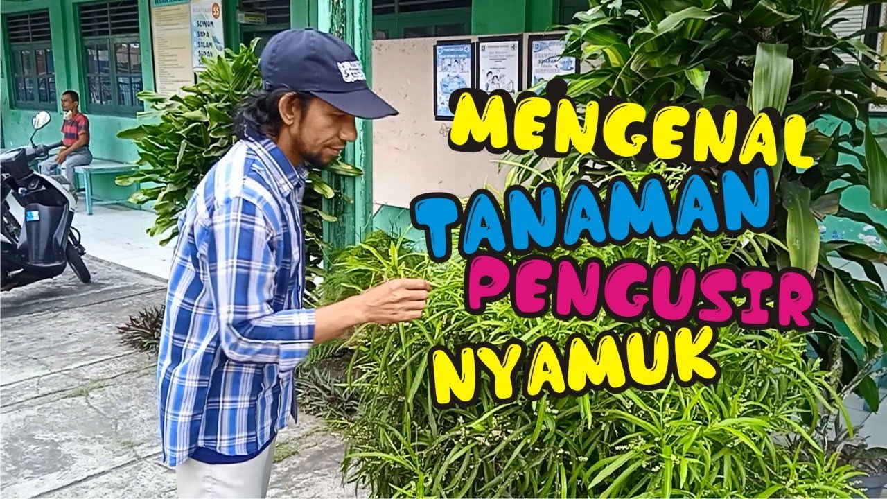Mengenal Tanaman Hias Pengusir Nyamuk Bunga Zodia - YouTube