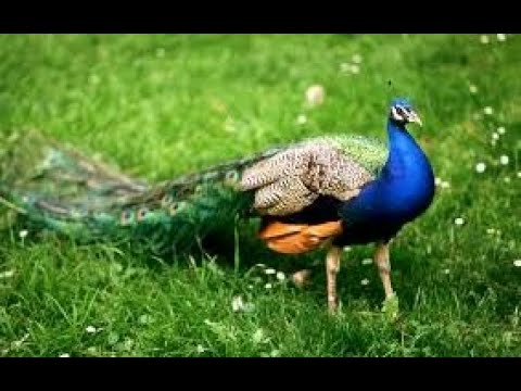 Peacock Walk - YouTube