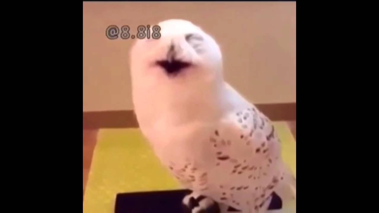 It will be a Hoot .... - YouTube