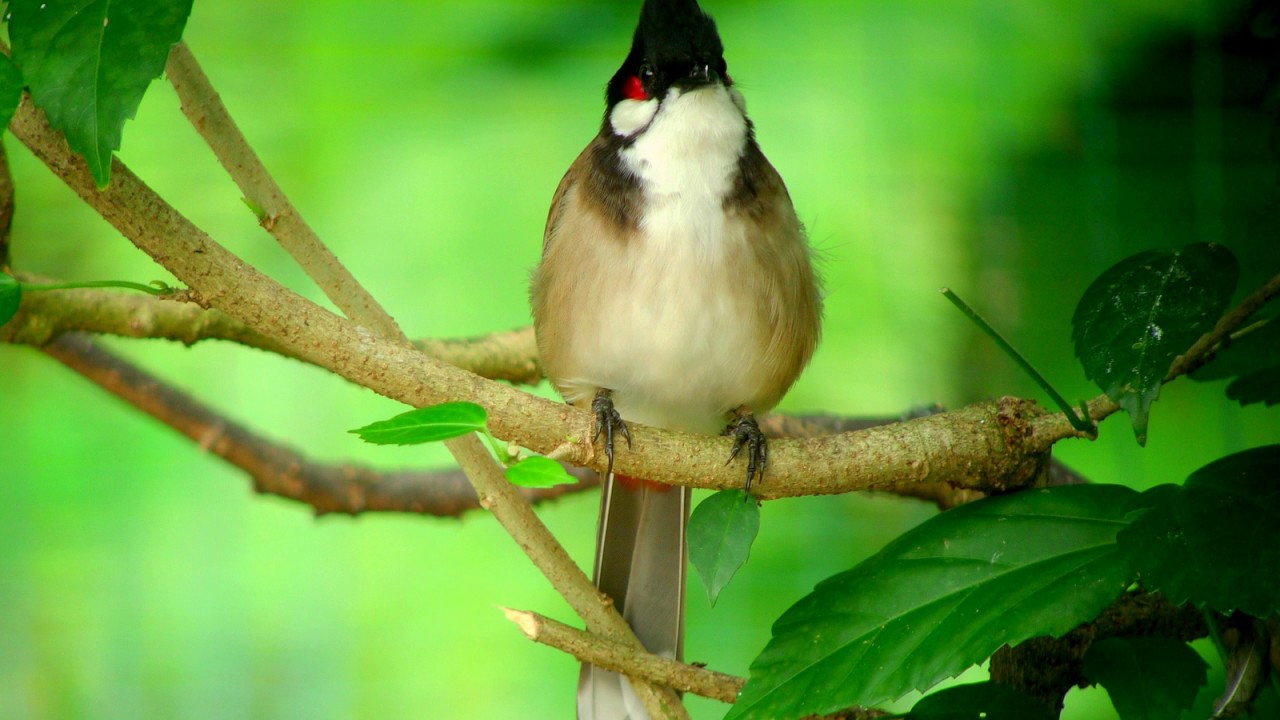 Red whiskeredbulbul - Roodoorbuulbuul - YouTube