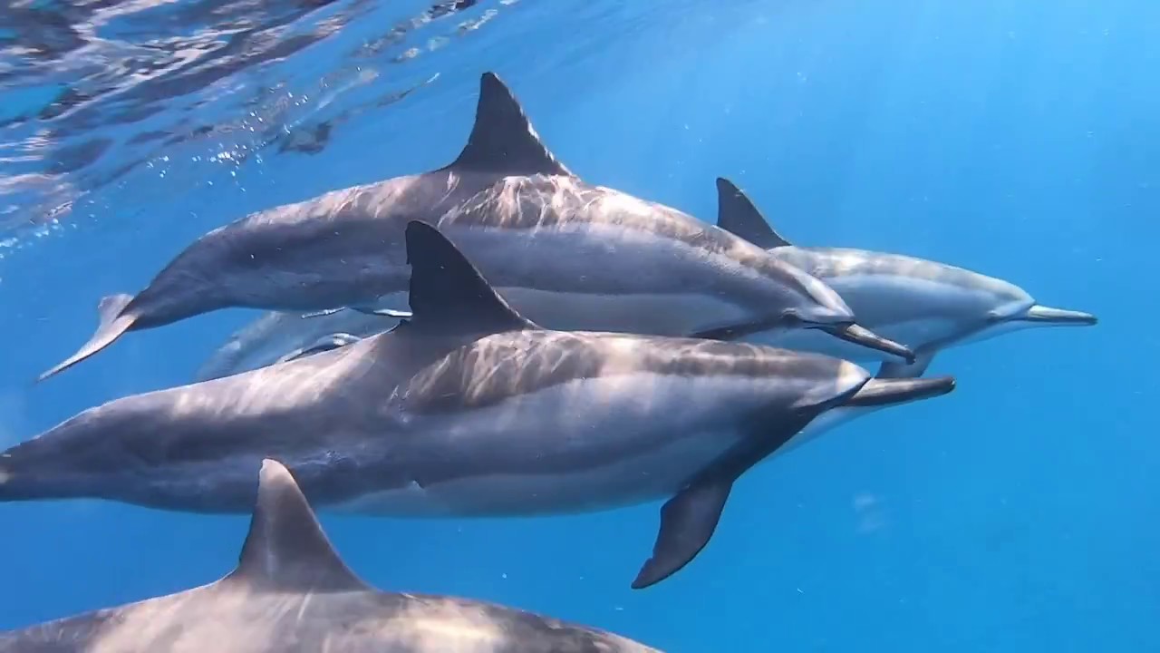 Dolphin Grace - YouTube
