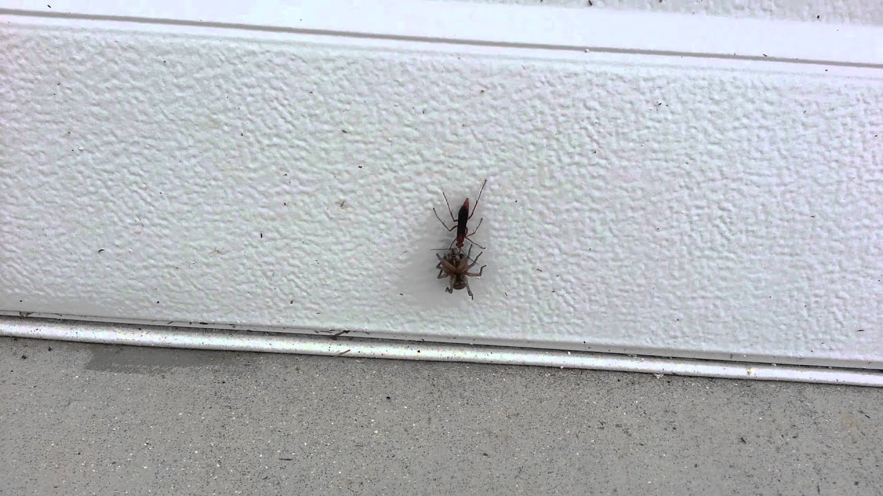 Bug trying to haul off dead spider - YouTube