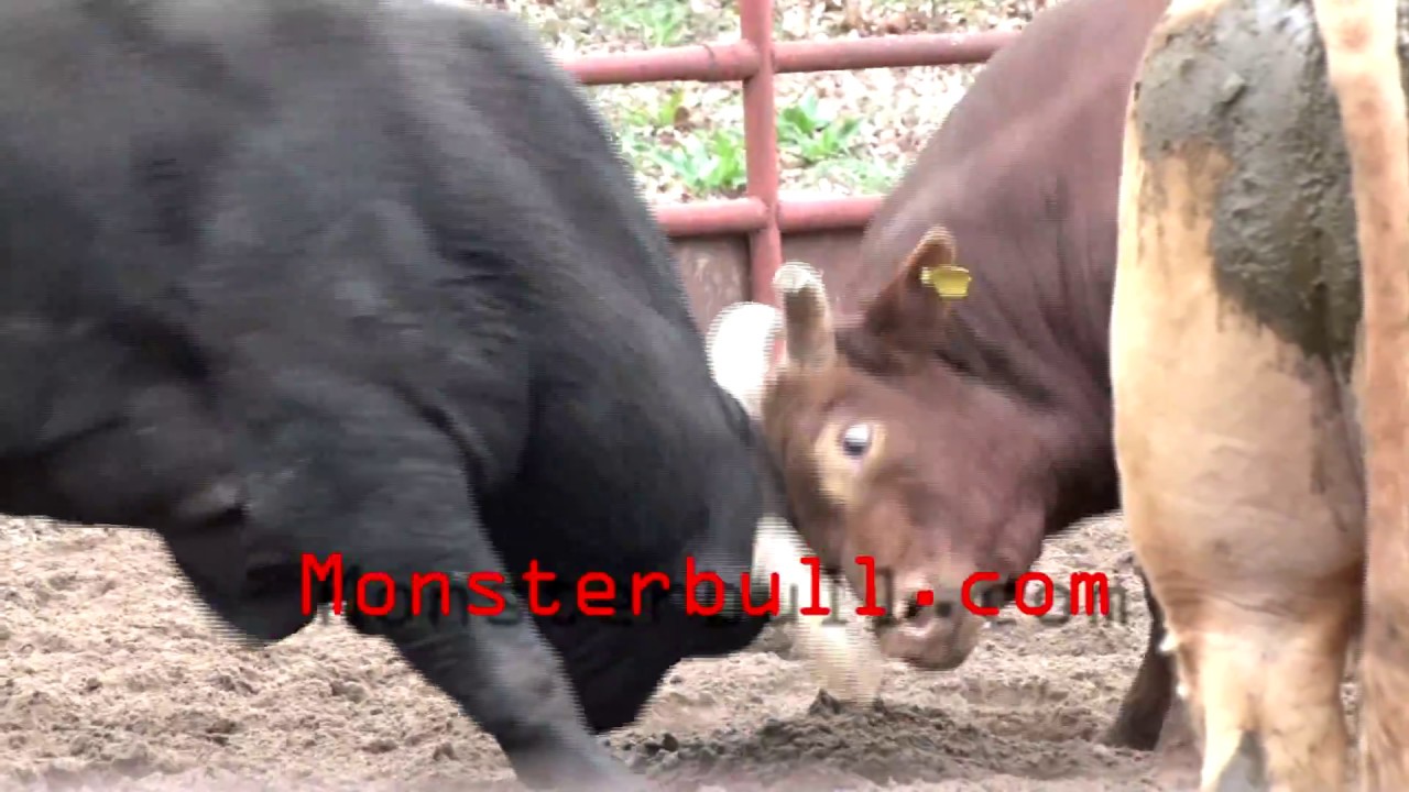 Monster Bull Select Bull Riding - YouTube