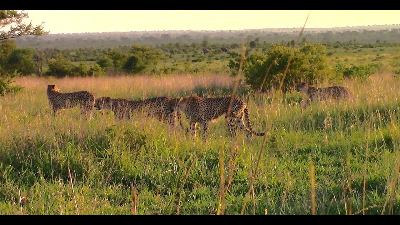 What a Sight! Four Male Cheetahs Together - YouTube