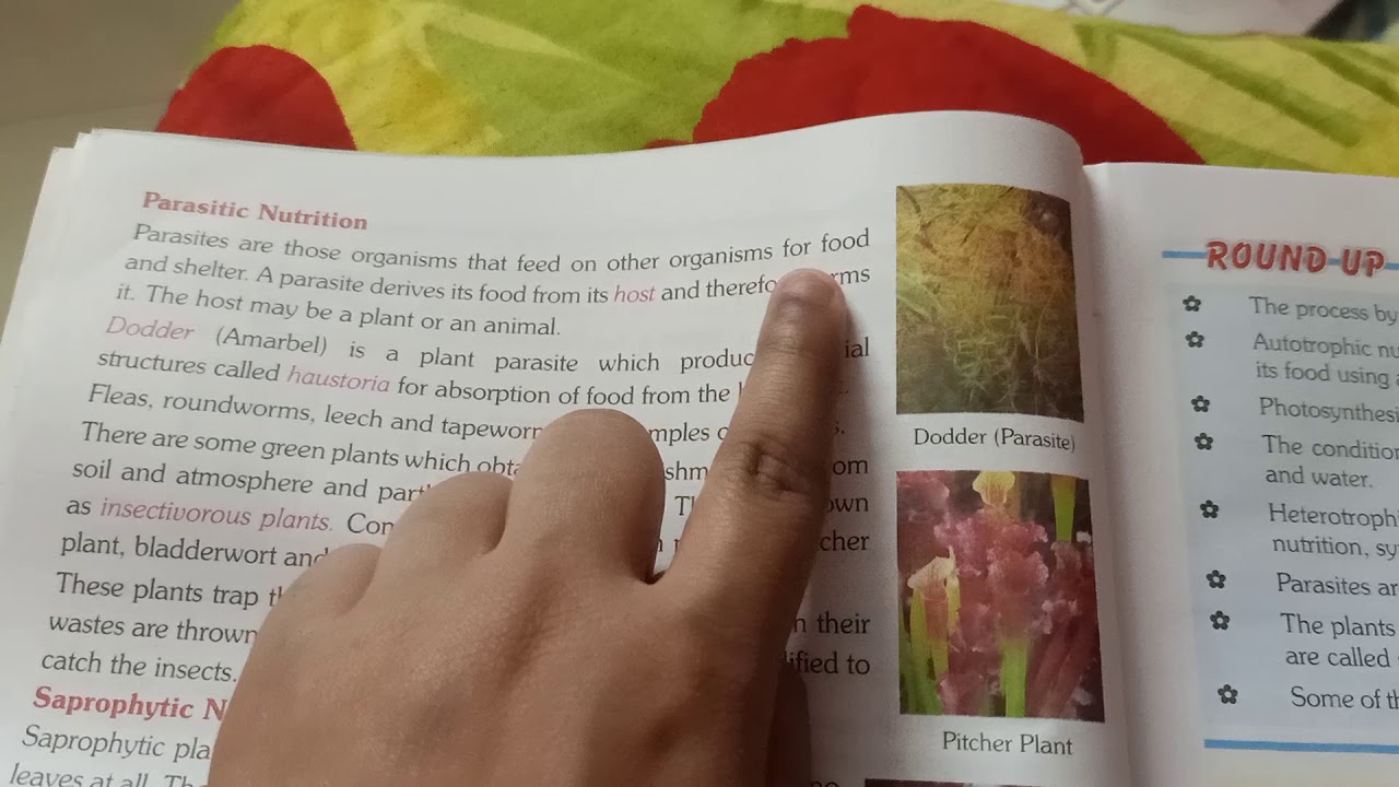 Class 7 Nutrition In Plants Explanation In Hindi YouTube Class 7 Nutrition In Plants Explanation In Hindi YouTube