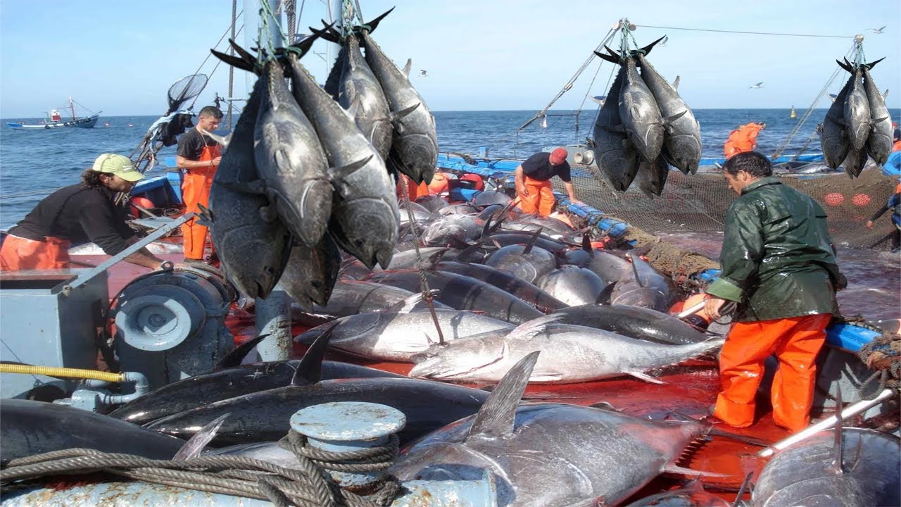 Commercial Net Fishing tuna - Catch Hundred Tons Tuna Fish On Modern Boats And Processing in ...