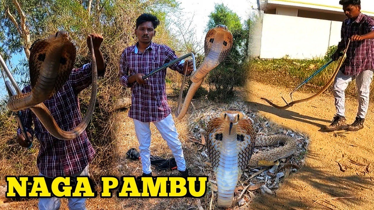 நாகப்பாம்பு மீட்பு Naga Pambu Rescue - YouTube