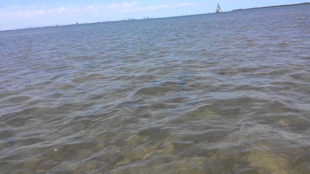 Wellington point Bull Shark gets a bit close!! - YouTube