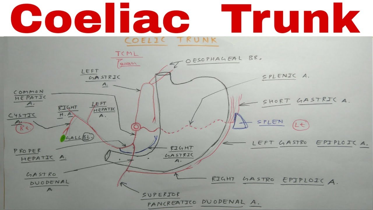 Coeliac trunk - 3b | Stomach Blood Supply | TCML Anatomy - YouTube