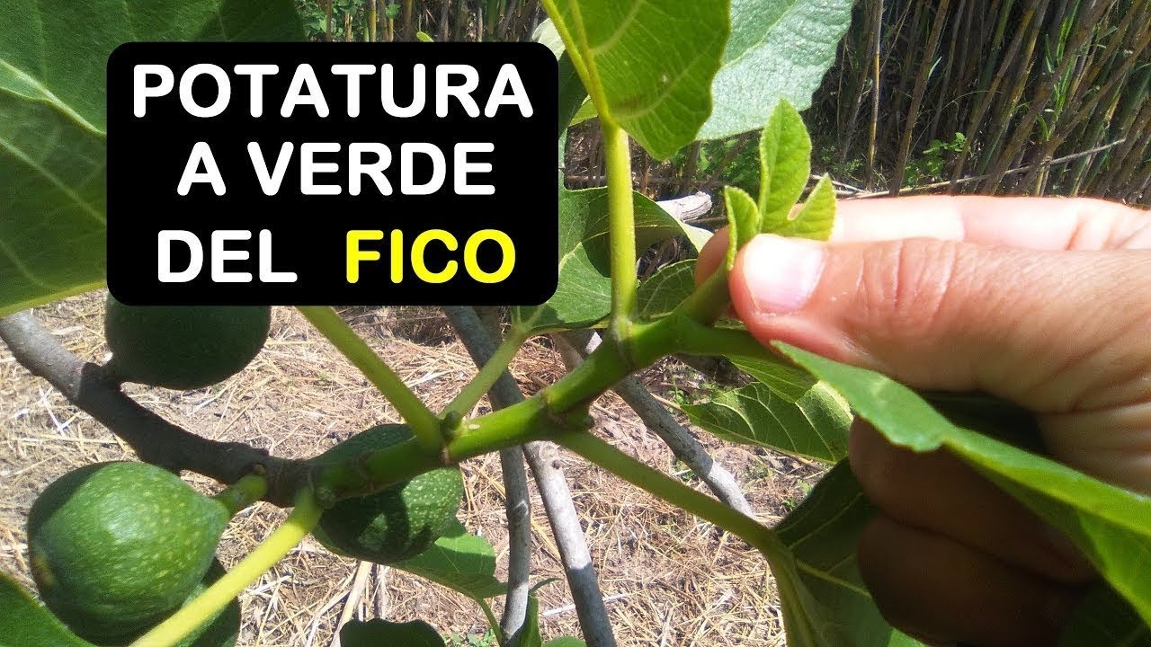 POTARE A VERDE IL FICO - YouTube